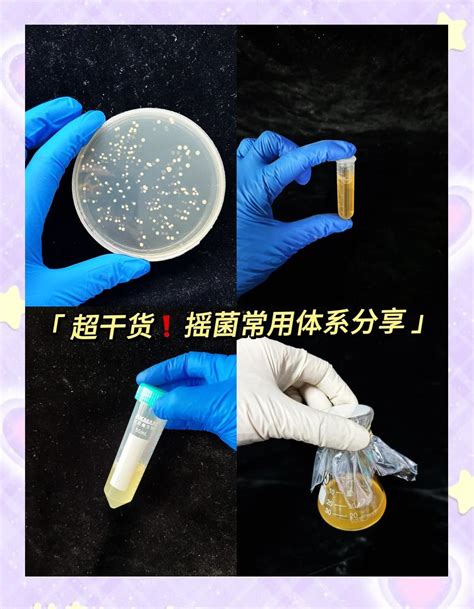 🔬大肠杆菌、农杆菌、酵母菌摇菌体系详解🧬