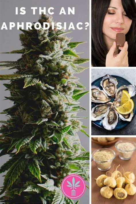 Cannabis And Sex Is THC An Aphrodisiac