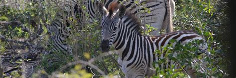 Laurelneme Bsky Social On Bluesky