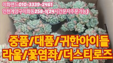 중품대품귀한아이들라울꽃염좌더스티로즈짚시 다남다육010 3339 2461 Youtube
