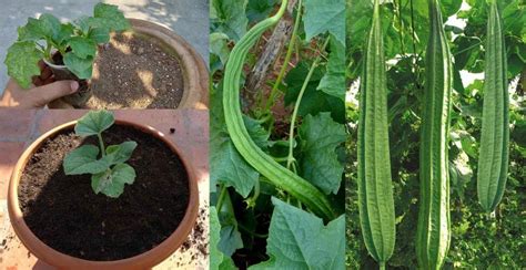 કોઈ પણ દવા કે કેમિકલ વગર જ ઘરે નાના એવા કુંડામાં ઉગાડો તુરિયાનો વેલો આવશે એકદમ લીલા છમ કુણા