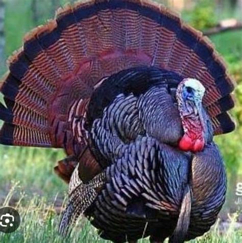 আলহামদুলিল্লাহ একটা ভ্যাকসিন এবং ব্রুডিং সম্পন্ন করা ১০দিন বয়সী মিশরীয় ফাওমি মুরগির ৫০পিছ