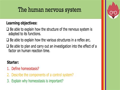 Aqa Gcse Biology The Human Nervous System Teaching Resources