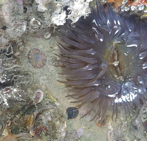 검정꽃해변말미잘