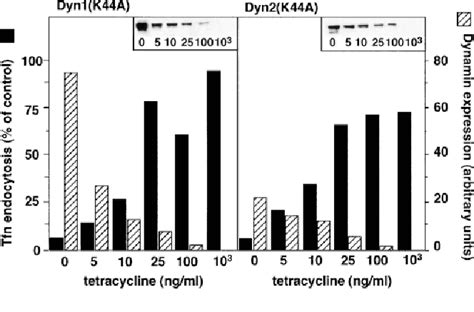 Figure 1 From Distinct For And Dynamin 2 Isoforms Semantic Scholar