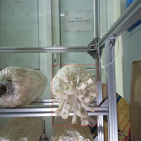 Agrivision Mushroom Object Detection Dataset And Pre Trained Model By