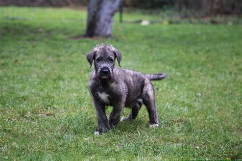 Irish Wolfhound Dog Breed Info Pictures Personality And Facts Hepper