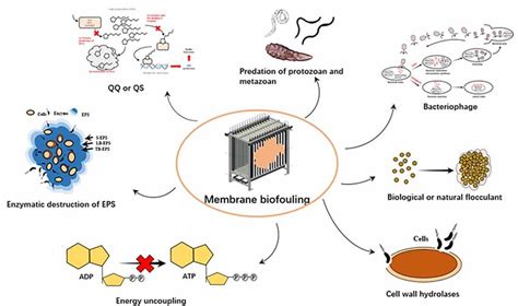 Biological Based Strategies For Membrane Biofouling Download Scientific Diagram