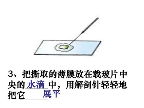 223制作洋葱表皮细胞装片word文档在线阅读与下载无忧文档