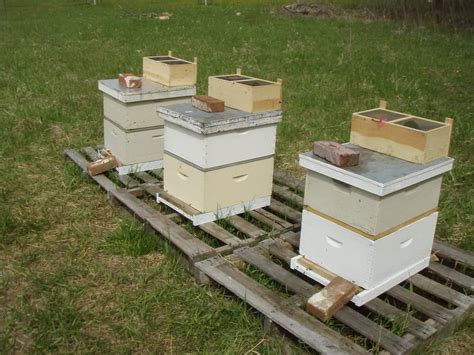 Warre Hive Vs Langstroth Hive 4 Key Differences Beehivehero