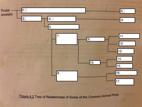 Biol 1215 Lab 4 Flashcards Quizlet