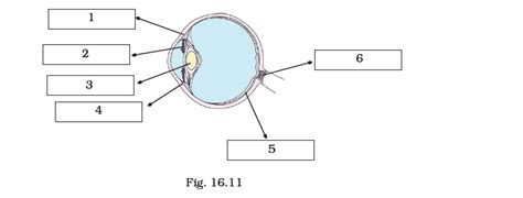 Important Questions For Class Science Chapter Light