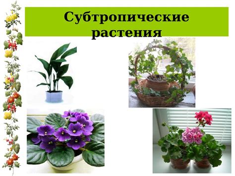 Комнатные растения Урок окружающего мира презентация онлайн