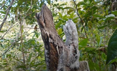 Urutau Ou Mãe Da Lua Característica E Suas Curiosidades