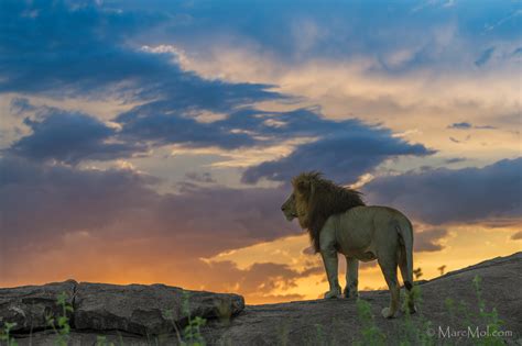 Lion King Sunset African