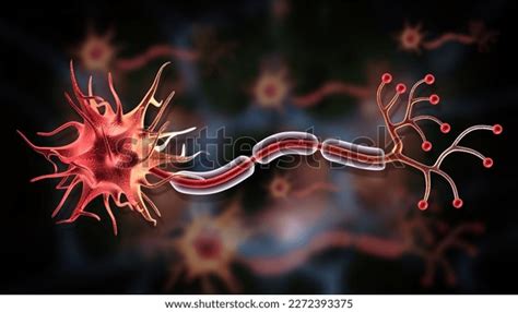 Neuron Cell Anatomy Scientific Background 3d Stock Illustration 2272393375 Shutterstock