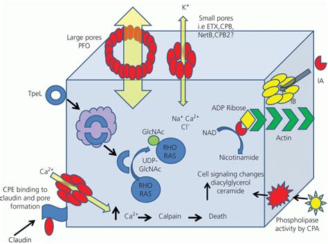 Infections By Clostridium Perfringens Type E Veterian Key