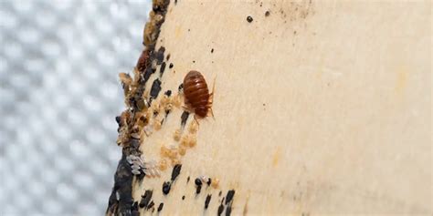 Colorados Bed Bug Battle 5 Cities Tackling Growing Insect Infestation Mike And Jon Podcast