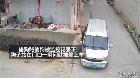 偷狗贼偷狗被监控记录下 狗子站在门口一瞬间就被偷上车