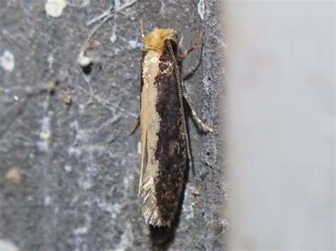 Monopis Crocicapitella