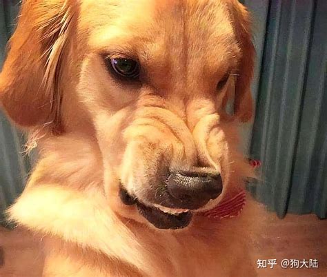 从深圳金毛咬狗事件，说说为什么遛狗不牵绳，害人又害己？ 知乎