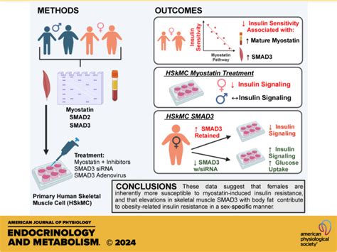 Sex Specific Increases In Myostatin And Smad3 Contribute To Obesity Related Insulin Resistance