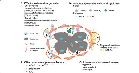 Immunosuppressive Microenvironment In Solid Tumors A Effector Cells Download Scientific