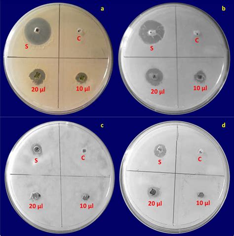 Antimicrobial Activity Of The Methanolic Leaf Extracts Of Catharanthus Download Scientific