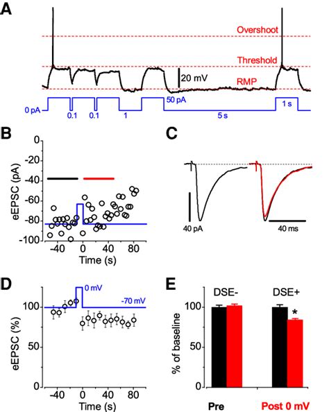 Depolarization Induced Suppression Of Evoked Epsc In Principal Cells Of