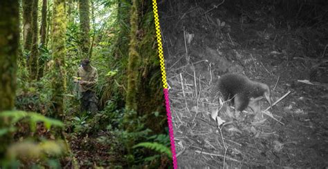 Reapareció Un Mamífero Que Existía Antes De Los T Rex Y Que Pone Huevos