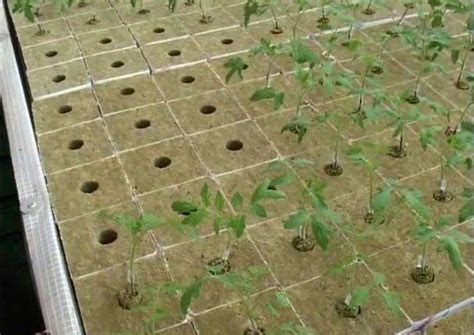 Pin On Rock Wool Bocks For Breed Seeding At Sa
