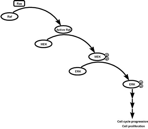 Schematic Illustration Of The Raf Mek Erk Signaling Pathway Download Scientific Diagram