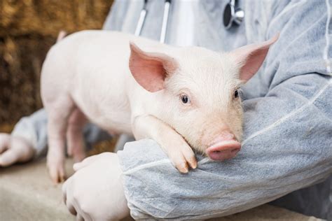 Scientists Achieve Breakthrough On Path To Pig To Human Heart