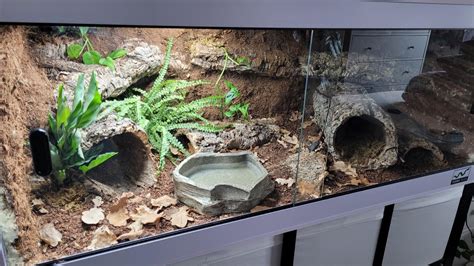 Any Suggestions For Ballpython Safe Plants That Wont Die Under A Heat