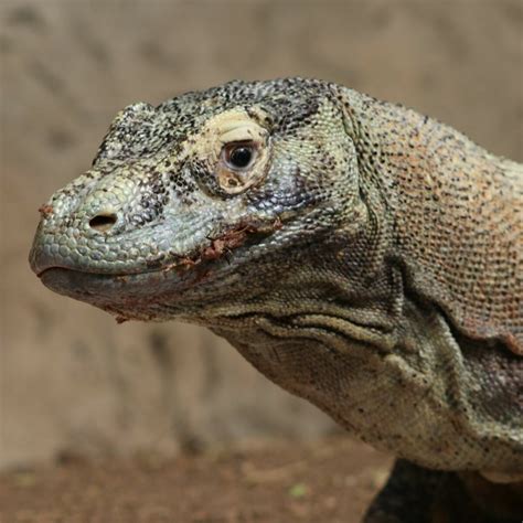 Komodo Dragon Vs Monitor Lizard