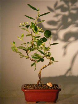 Flowering Cotoneaster Bonsai Treecurved Trunk Stylecotoneaster Lucidus