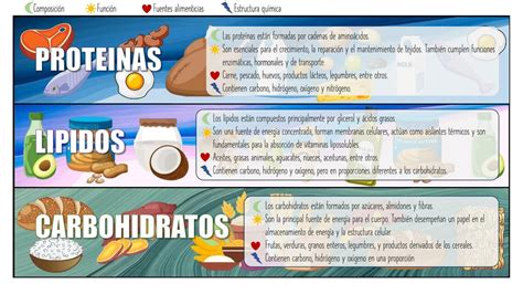 Proteínas Lípidos Y Carbohidratos Gabri Udocz