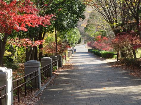 県立茅ケ崎里山公園 自然情報 11月30日茅ケ崎里山公園の紅葉です