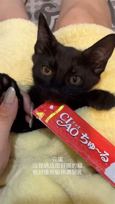 芝麻包的才藝表演自己吃肉泥 把芝麻包帶回家就可以每天表演給你看歐 欸不是 我真的沒摸過那麼柔軟滑順的毛毛 太好摸了吧 貓咪認養