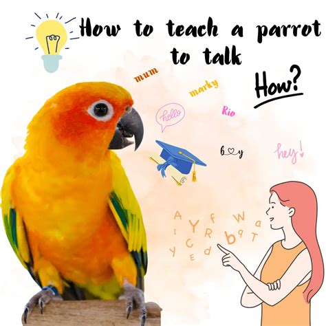 How To Teach A Parrot To Talk How Do You Teach A Parrot To Talk