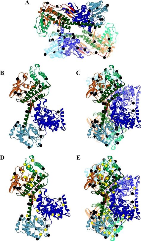 Location Of Mpb Labeled Residues On The B Subtilis Seca Structure A Download Scientific