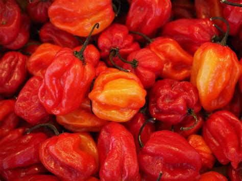 40 Habanero E Piccante Immagini Gratis Pixabay