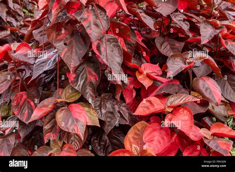 Copperleaf Plant Acalypha Amentacea Wilkesiana Red Leaves Pembroke
