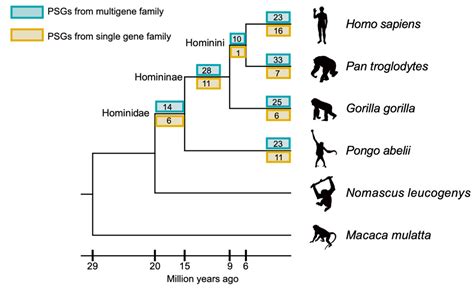Ape Phylogenetic Tree