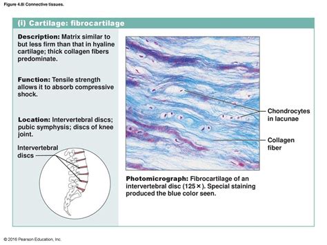 © 2016 Pearson Education Inc Ppt Download