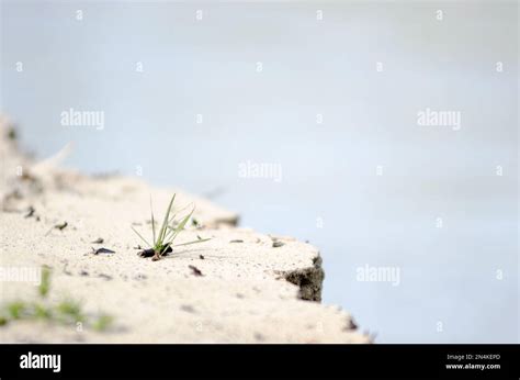 A Small Lone Tuft Of Green Grass Grows On The Sandy Bank Of The River Crumbling With Water