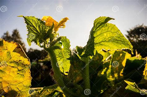 Stem And Leaves Of Cucumber Close Up In The Farm Green Fresh Natural