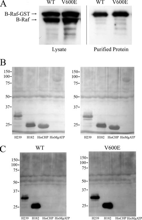 Analysis Of In Vitro Association Of Wild Type Wt And Mutant V600e
