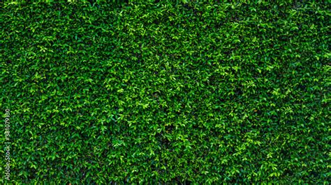 Green Ivy Leaf Texture Wall In The Garden For Background And Copy Space