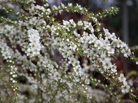 Leptospermum Varieties Lakewood Propagation